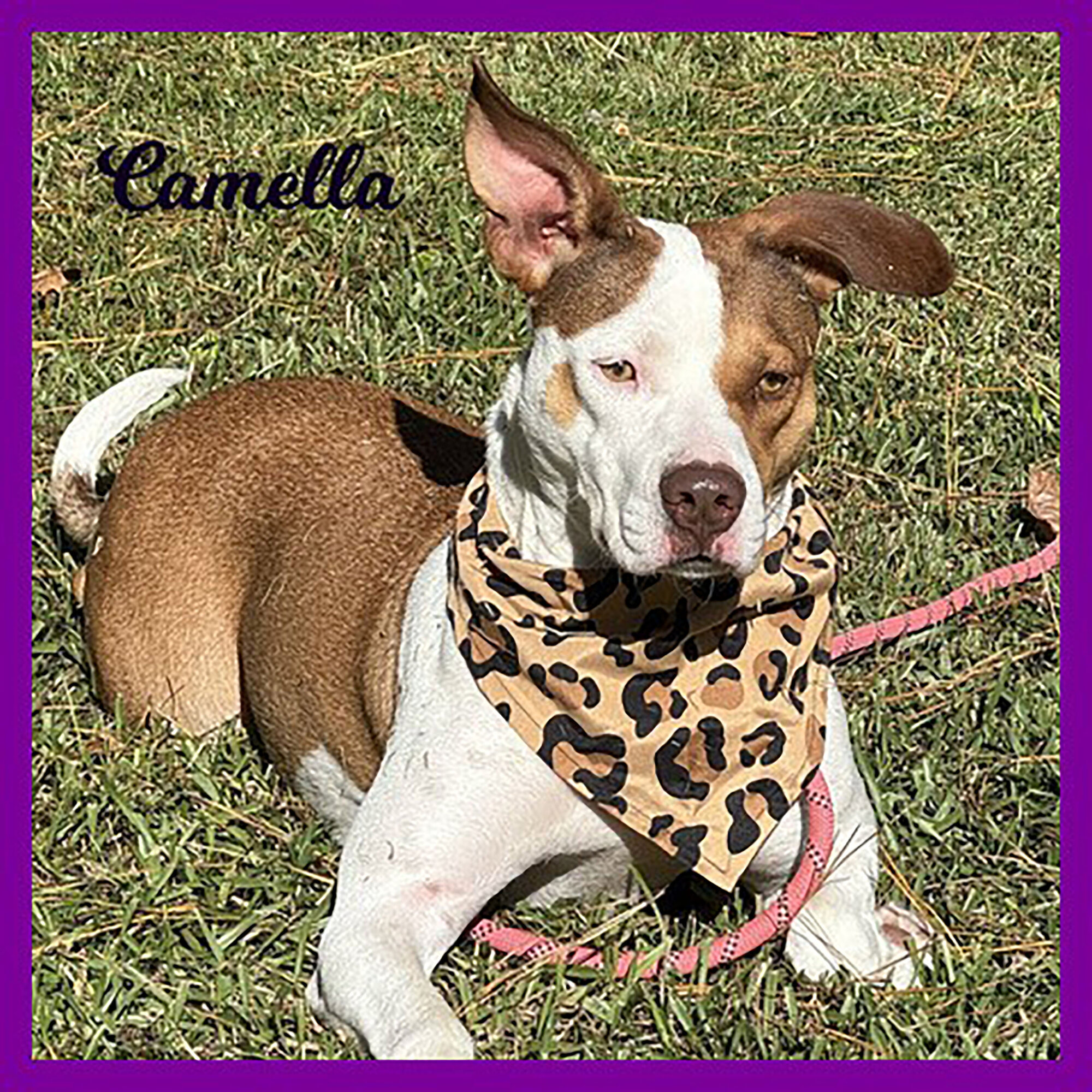 Camella is waiting patiently for her own family - The Sumter Item
